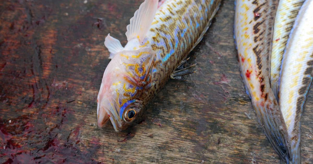 Højsæson for fjæsinger på de danske strande - Jyllands-Posten