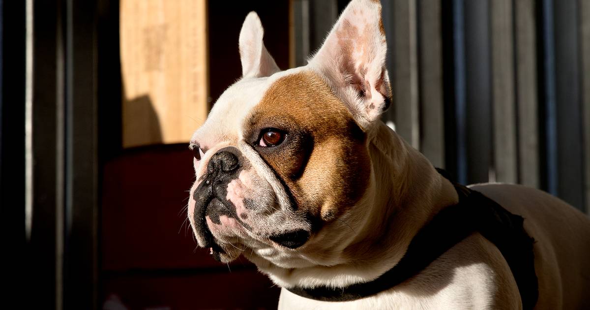 Flad snude giver risiko for søvnapnø og dårligt helbred hos hunde ...