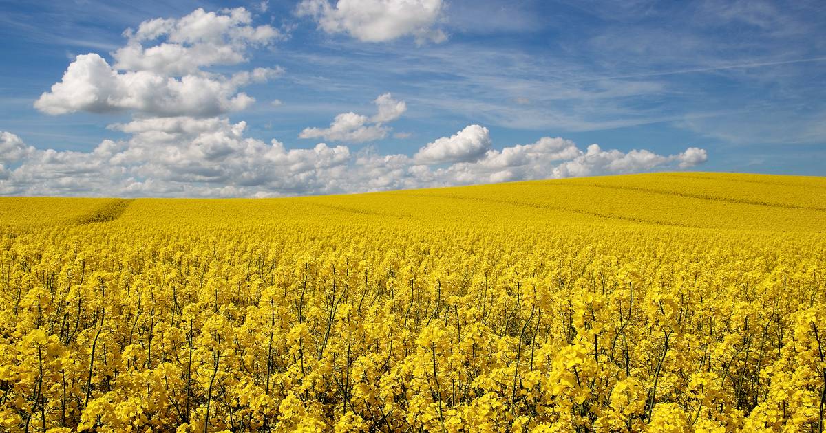 Tilbage til naturen: Hvis I tager landbrugsjord, skal I også tage af ...