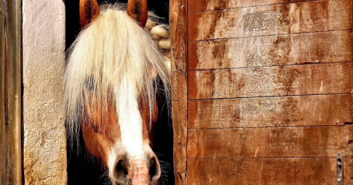 Sådan sørger du for, at din hest har de bedste vilkår - Jyllands-Posten