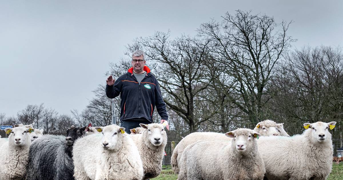 Ny rapport: Ulvebestanden i Danmark kan blive flerdoblet - Jyllands-Posten