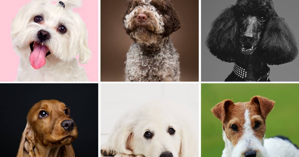 Denne hunderace skal du vælge - Jyllands-Posten