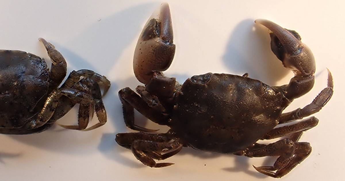 Ny invasiv art krabbe fundet i Danmark - Jyllands-Posten