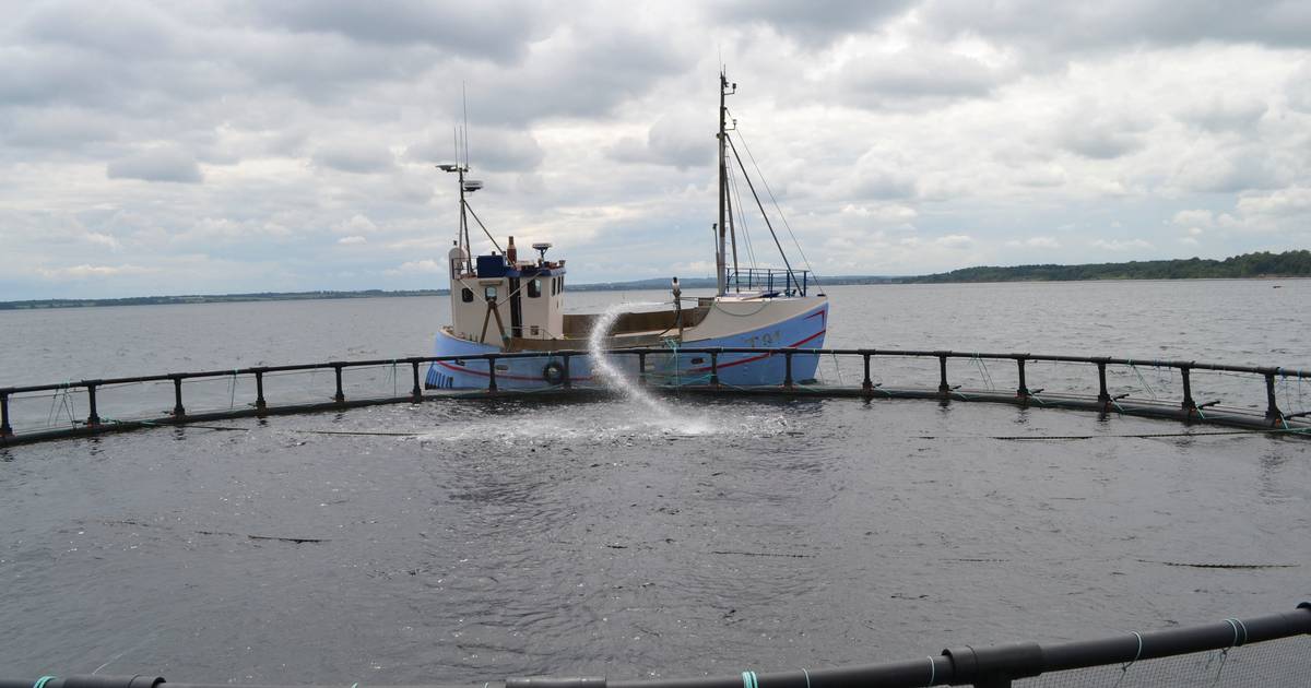 Havbrug dømt for snyd med fiskeproduktion og forurening af havmiljøet ...