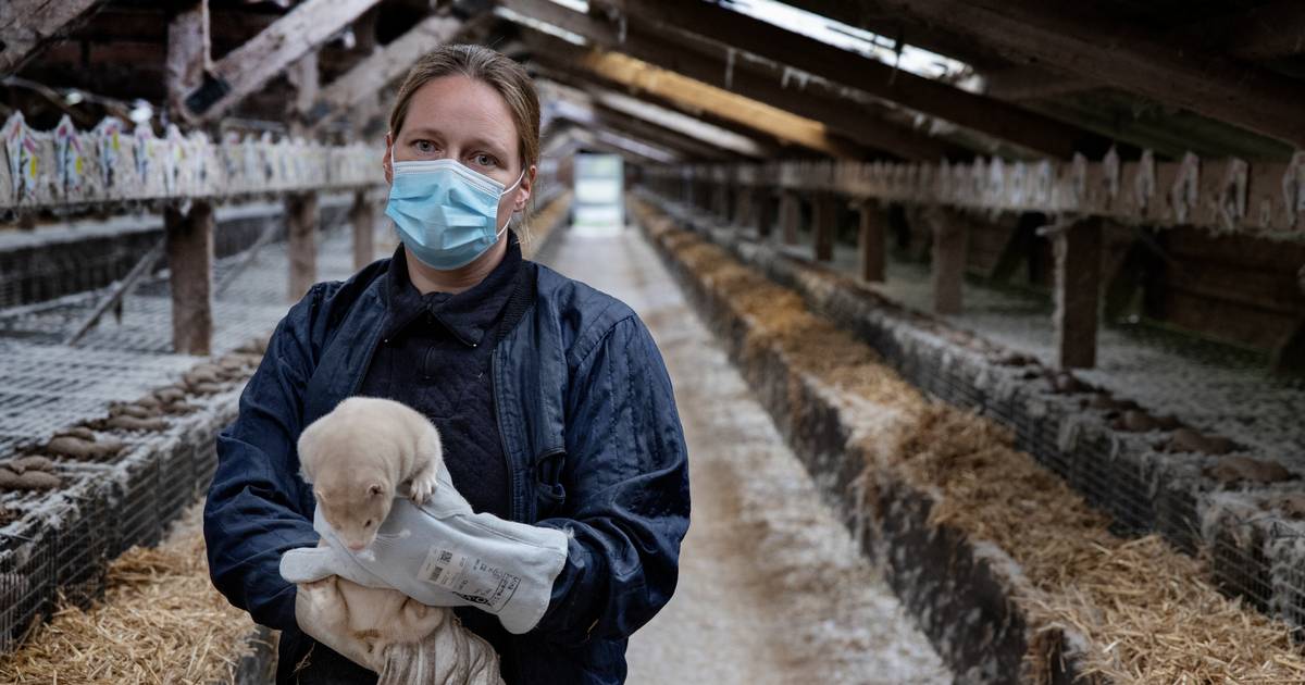 Erstatning til minkavlere stiger med over seks milliarder - Jyllands-Posten