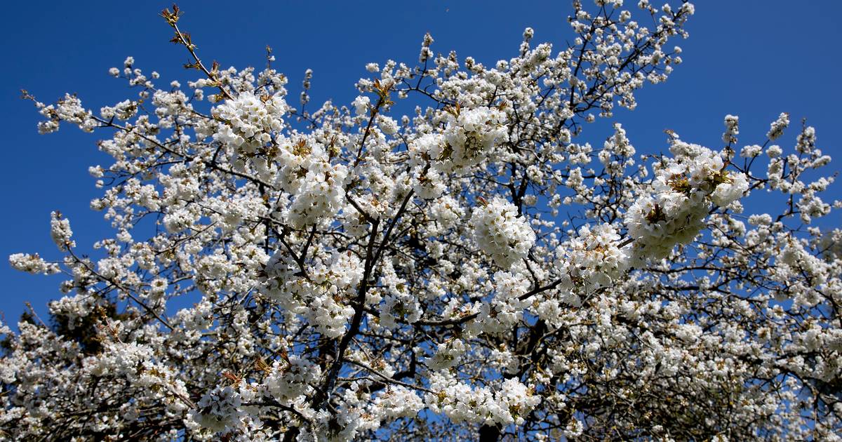 Weekendens vejr byder på pæne temperaturer - Jyllands-Posten