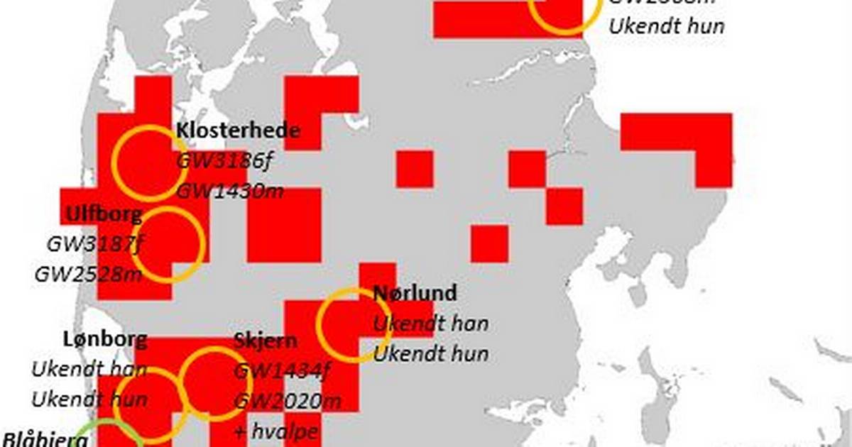 Antallet af ulve stiger i Danmark: Så mange vil der være om 10 år, hvis ...