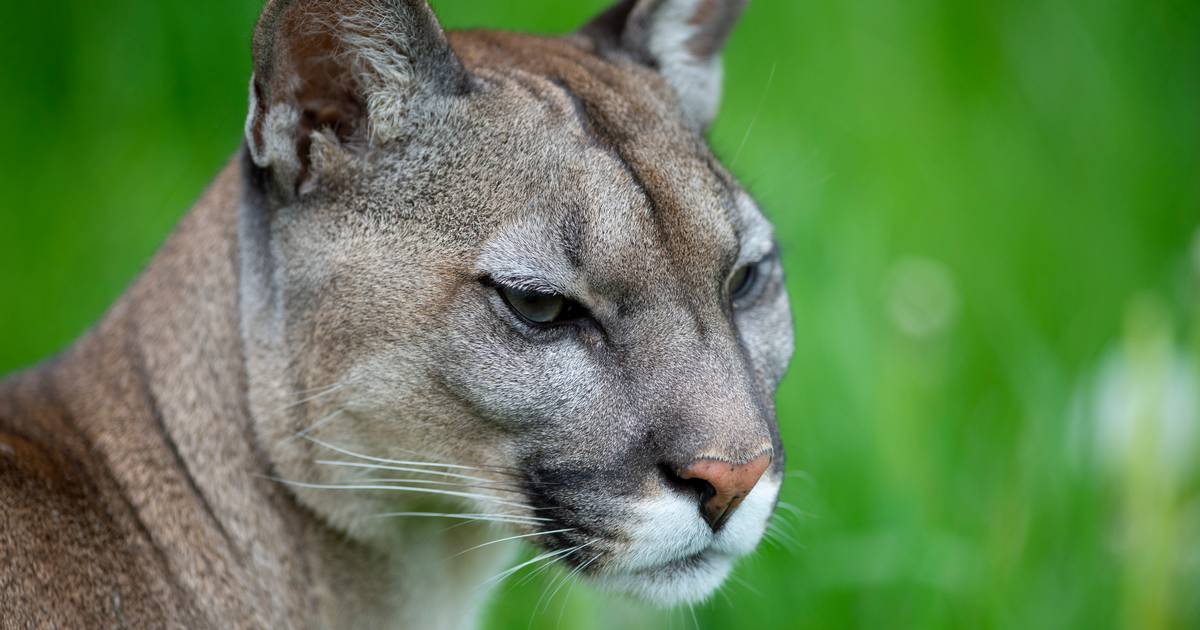 Puma dræber 21-årig mand og sårer hans bror i Californien - Jyllands-Posten