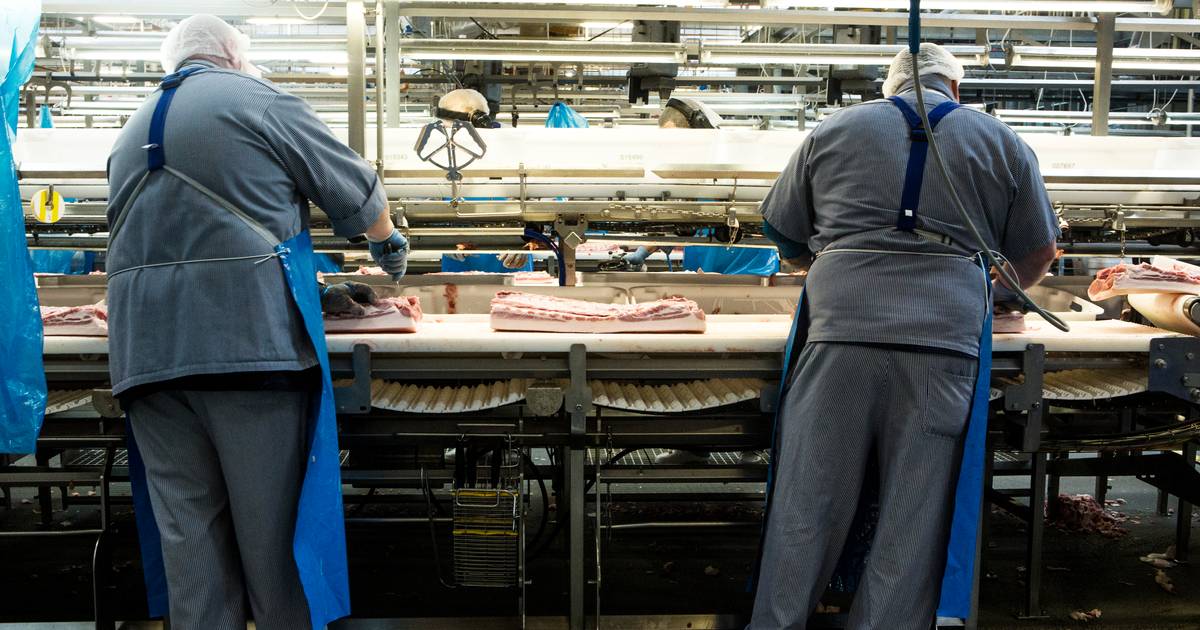 Danish Crown lukker kæmpe slagteri - fyrer over 1.000 - Jyllands-Posten