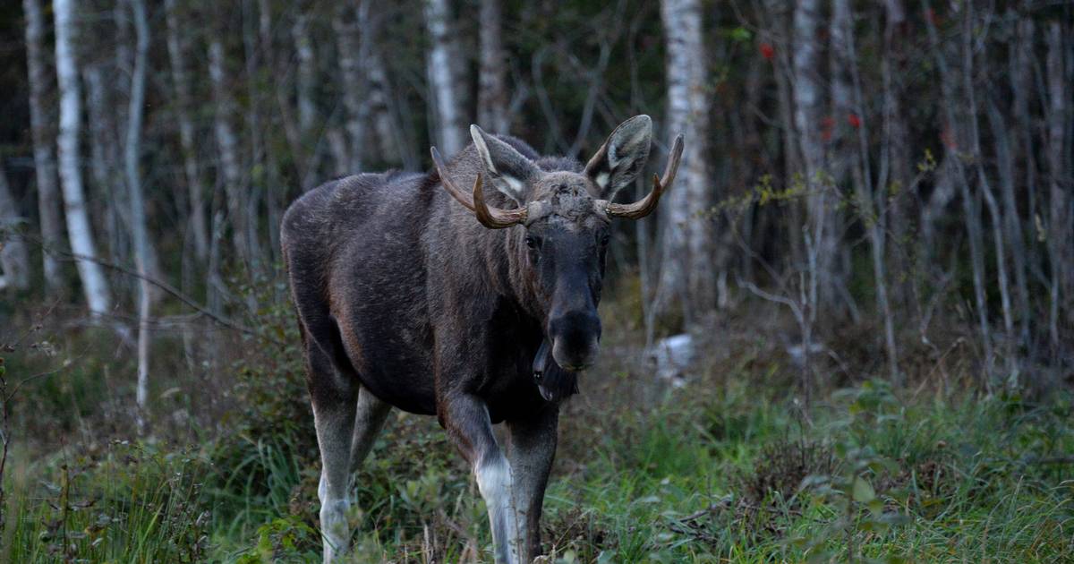 Nye dyrearter og et Danmark, der ikke er set grønnere i 500 år: Ny vild ...