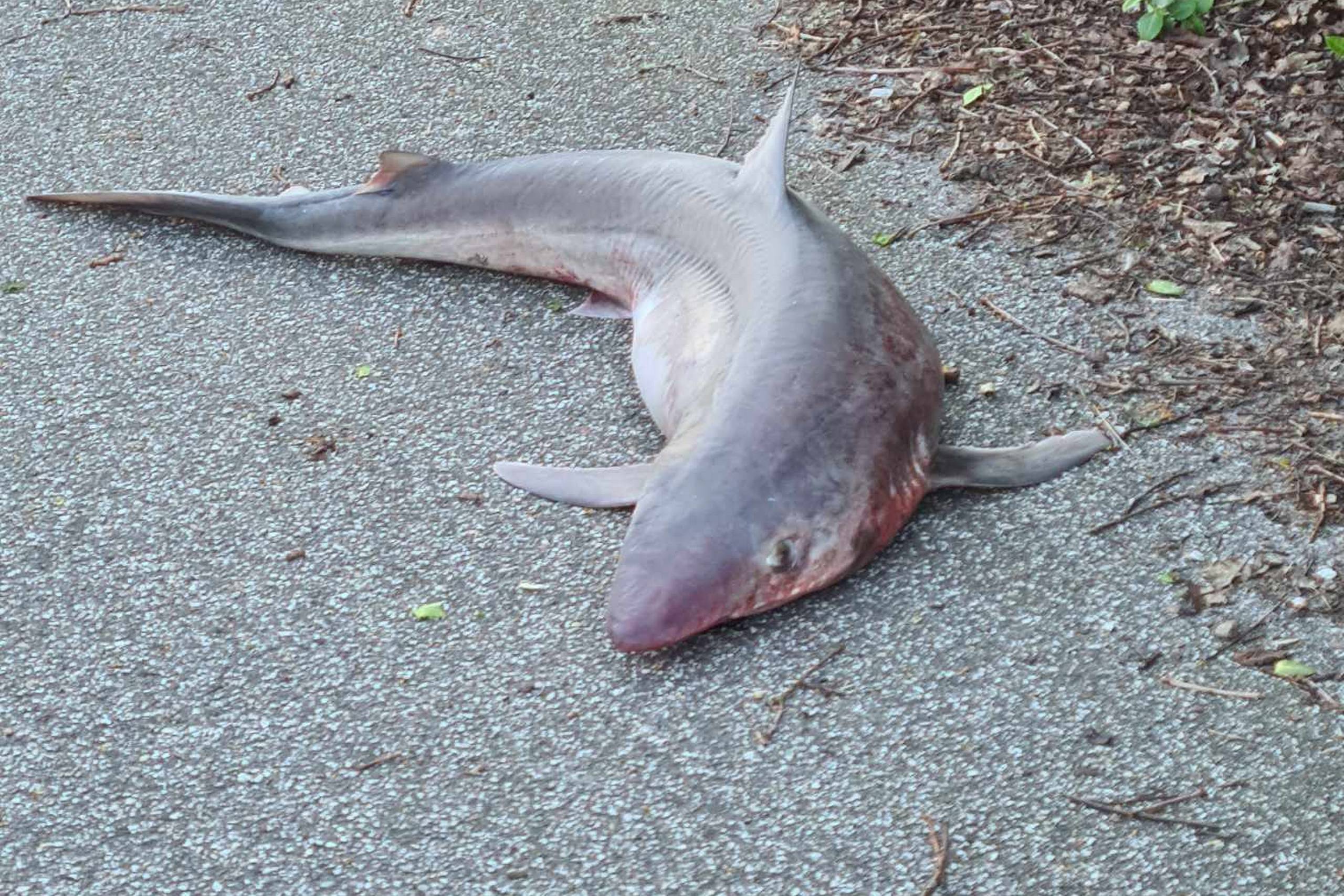 Mysterium om haj på cykelsti er blevet løst - Jyllands-Posten