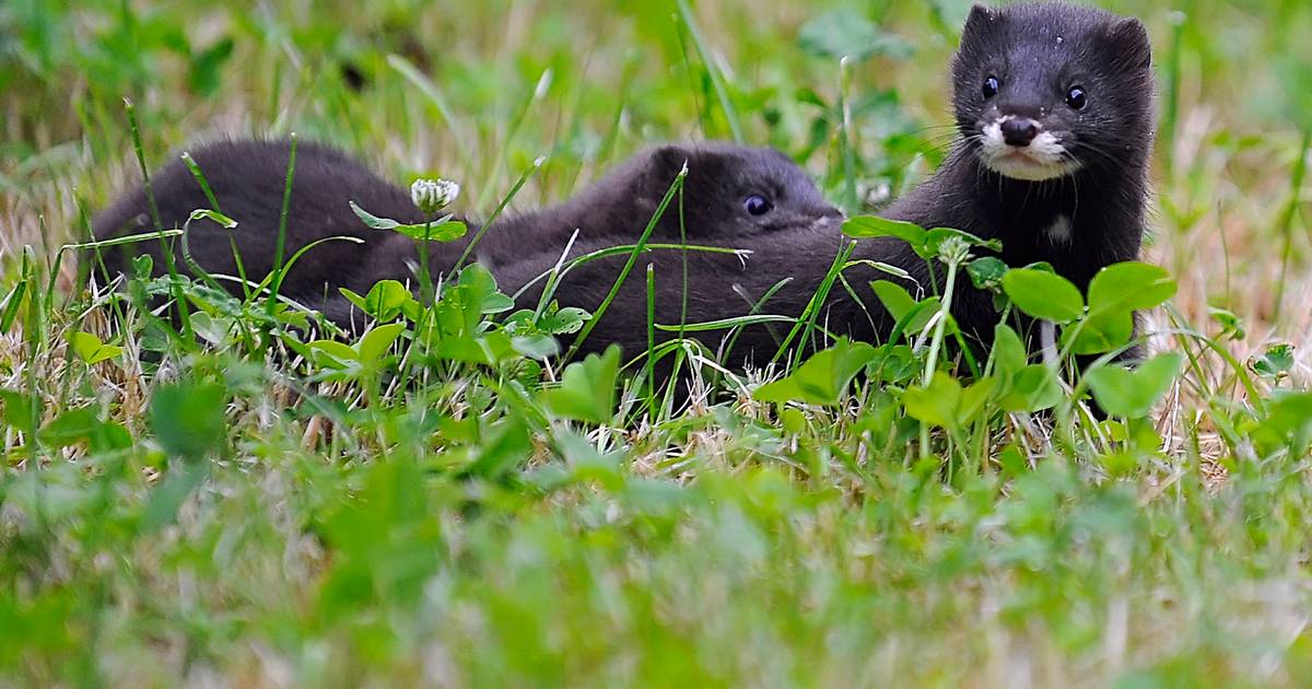 De hærger på havne og spiser det meste lige nu – men minken har kurs ...
