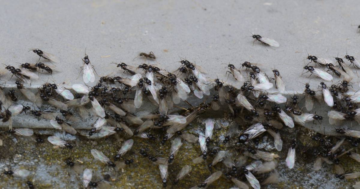 Kæmper du med myrer indenfor? Sådan slipper du af med dem - Jyllands-Posten