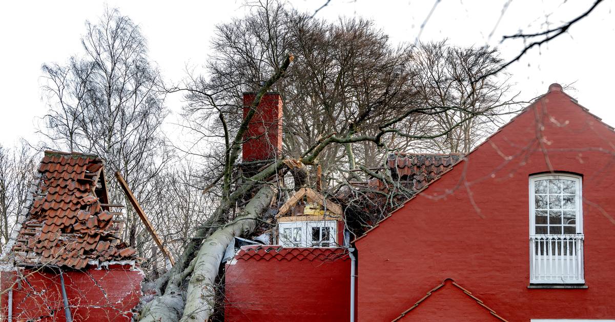 Pige blev kvæstet af væltet træ i storm - udlejer frifindes - Jyllands ...