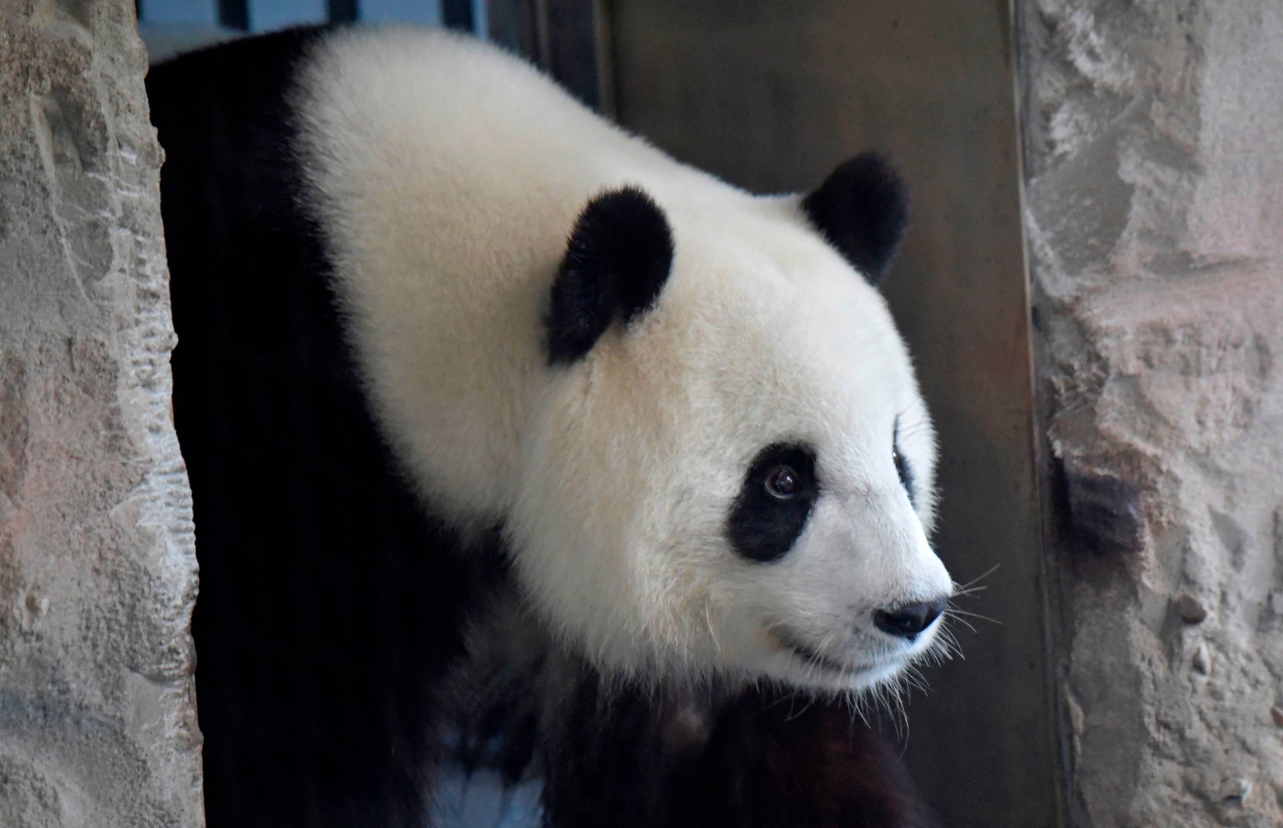 Panda i Berlin Zoo har født tvillinger for anden gang - Jyllands-Posten