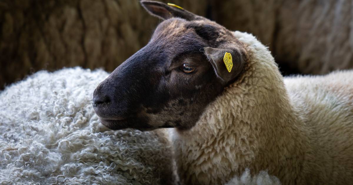 Dyrlæge advarer mod frygtet sygdom: »Vaccination er en effektiv metode ...