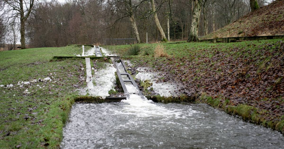Det er en ulv i fåreklæder, der angriber Tange Sø - Jyllands-Posten