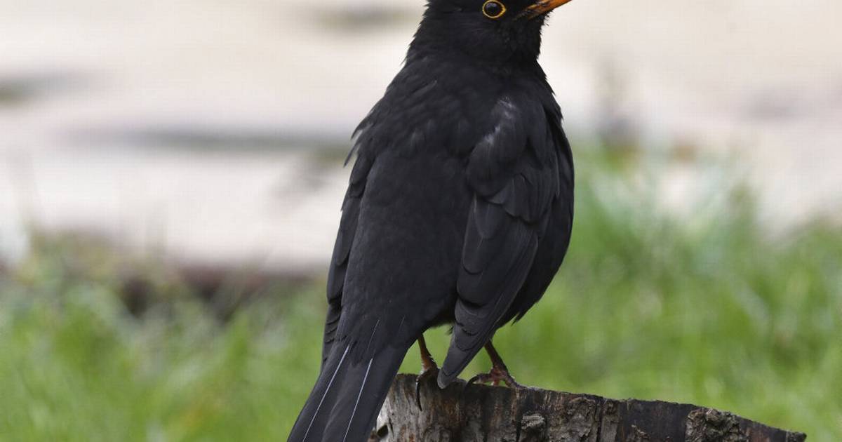 Solsorte i 24 kommuner er ramt af smitte med dødelig virus - Jyllands ...