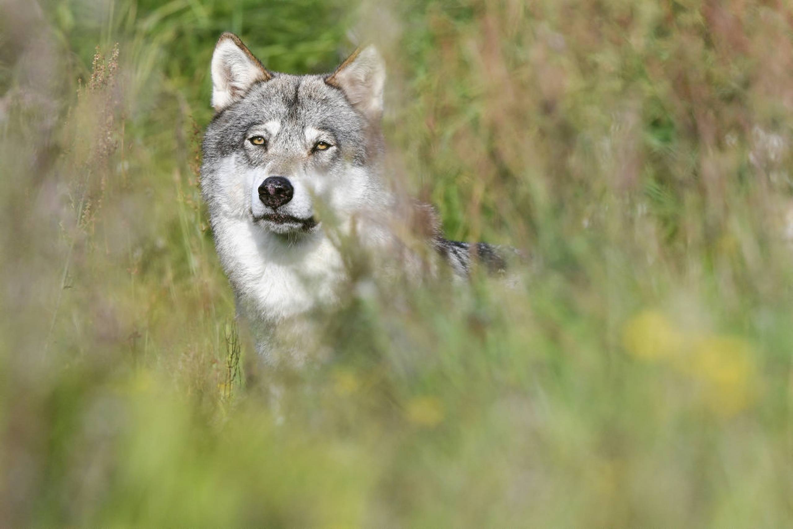 Europas ulvebestand er vokset med en tredjedel på syv år - Jyllands-Posten