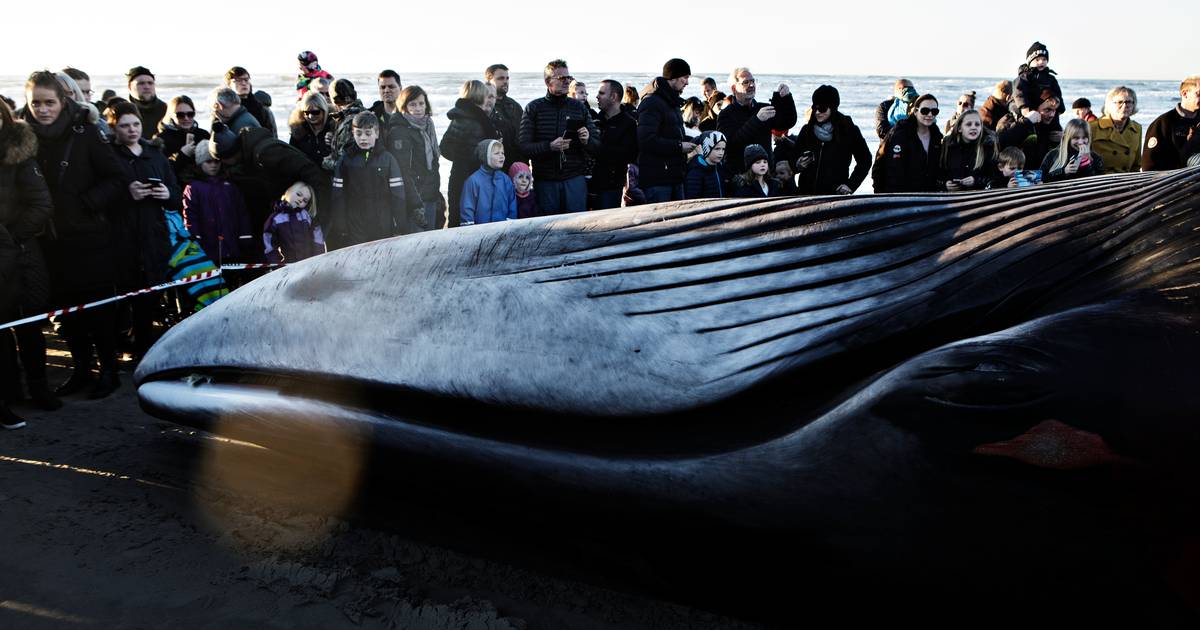 En fire meter lang vågehval er skyllet op på vestjysk strand - Jyllands ...