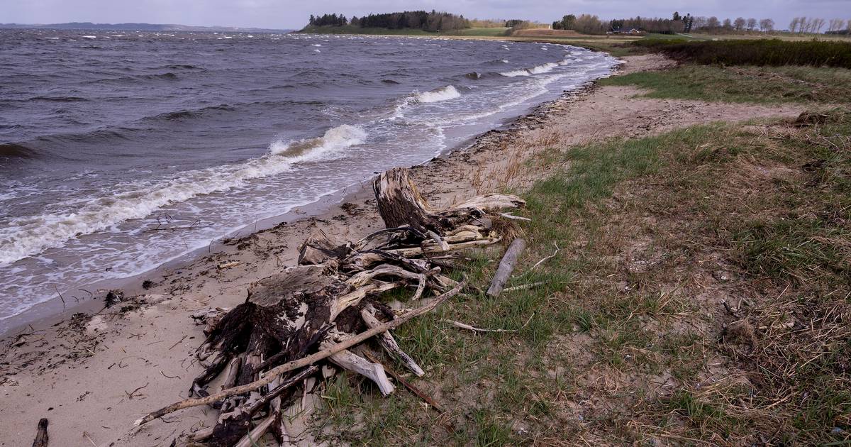 En Thyborøn-sluse vil gøre en kæmpe forskel for klimaet - Jyllands-Posten