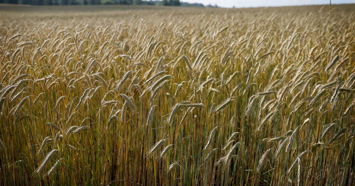 Ung landmand: Jeg er bekymret for mit erhvervs fremtid - Jyllands-Posten