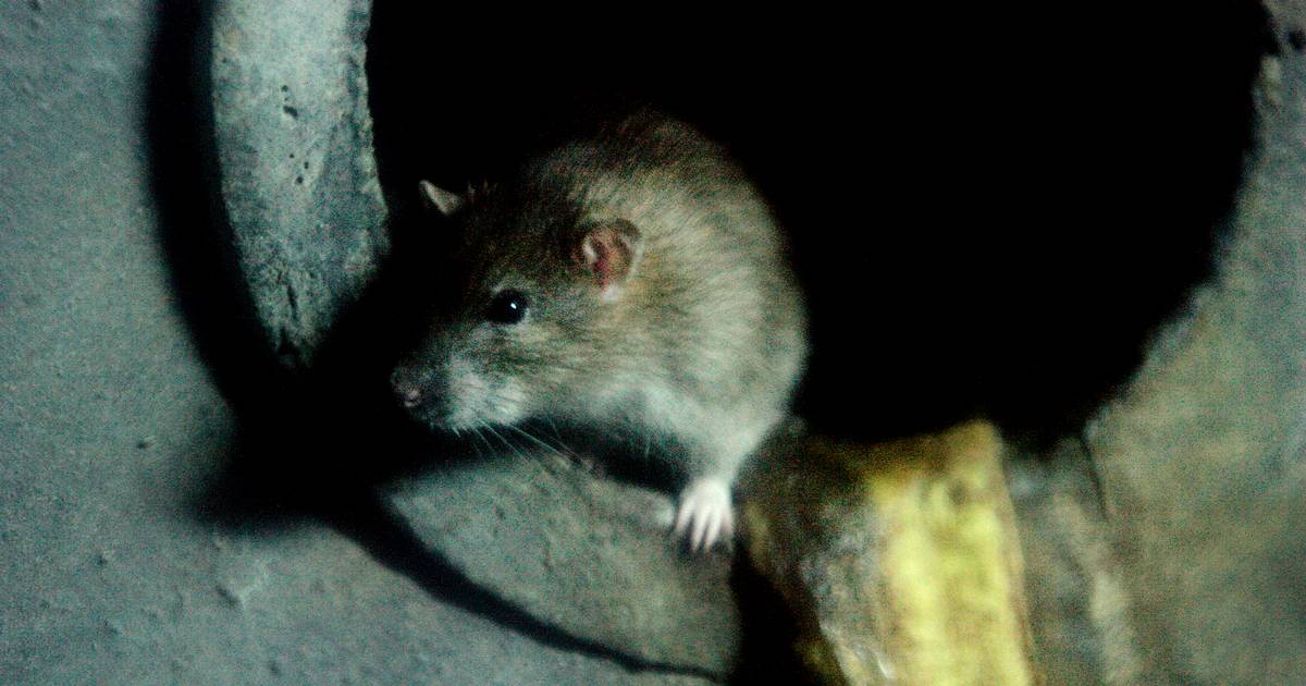 Antallet af rotter er eksploderet - Jyllands-Posten