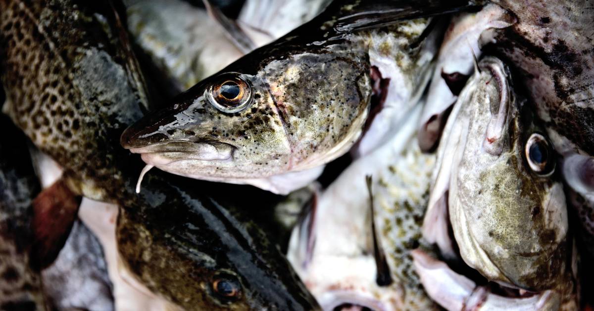 Forskere vil forvandle fiskerester til menneskemad: Men ...