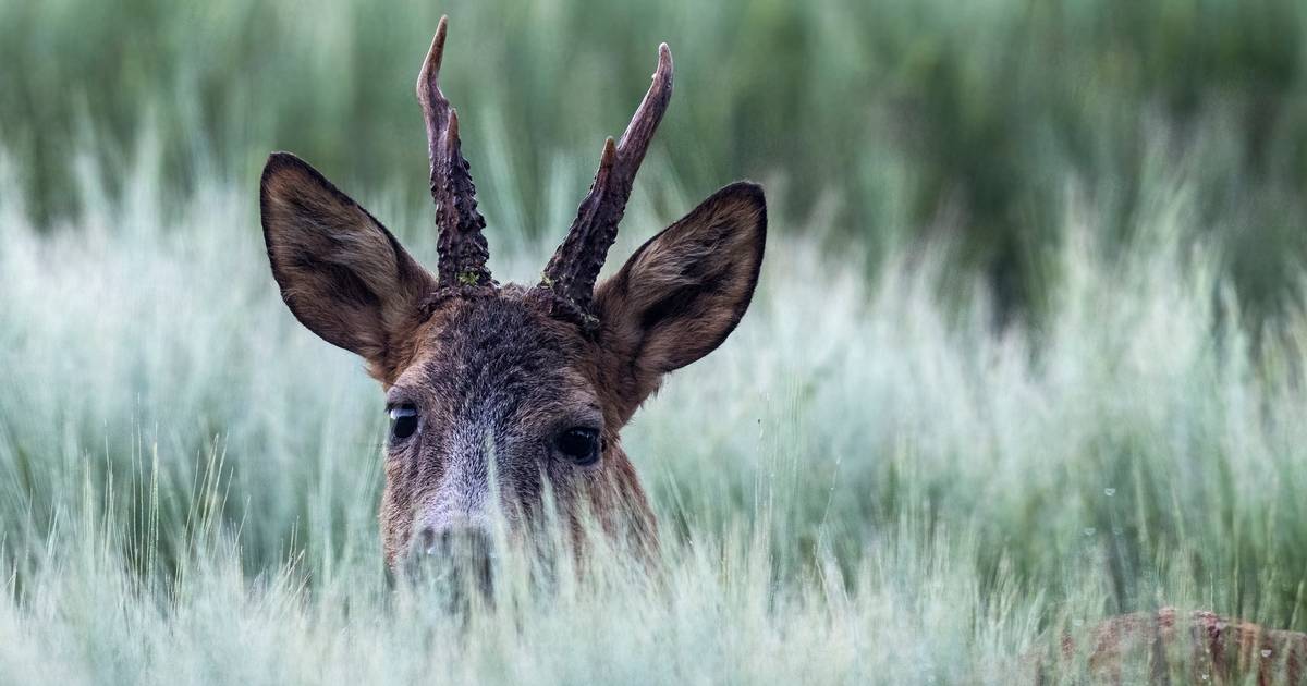 Naturen lider – mange af de vilde dyr er på dramatisk tilbagegang - Jyllands-Posten