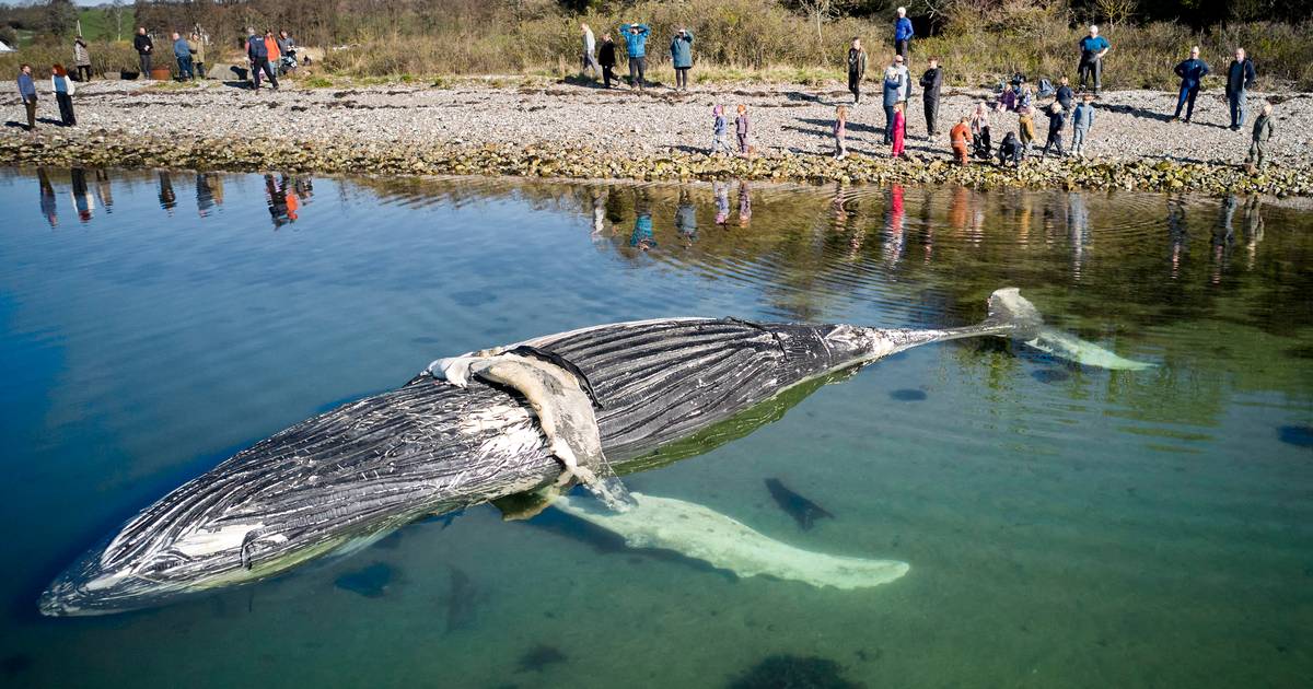 Strandet pukkelhval skal obduceres foran publikum - Jyllands-Posten