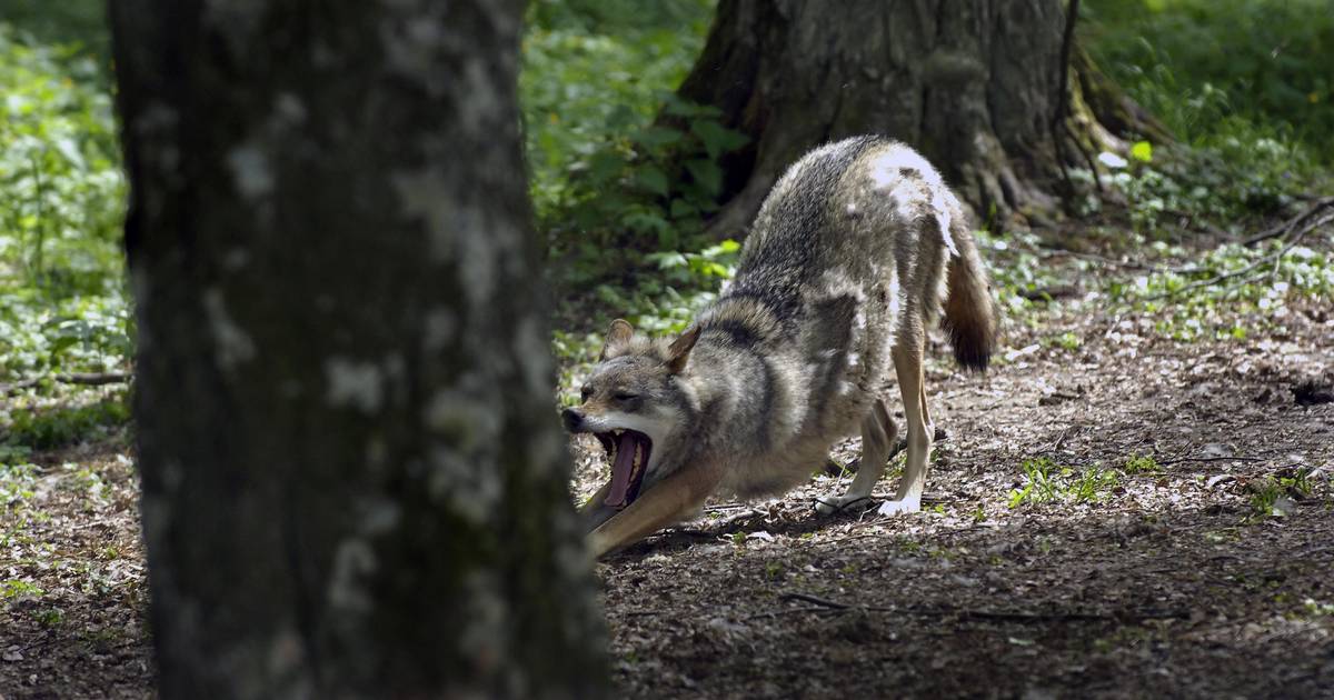 Se kortet: Her befinder de danske ulve sig - Jyllands-Posten