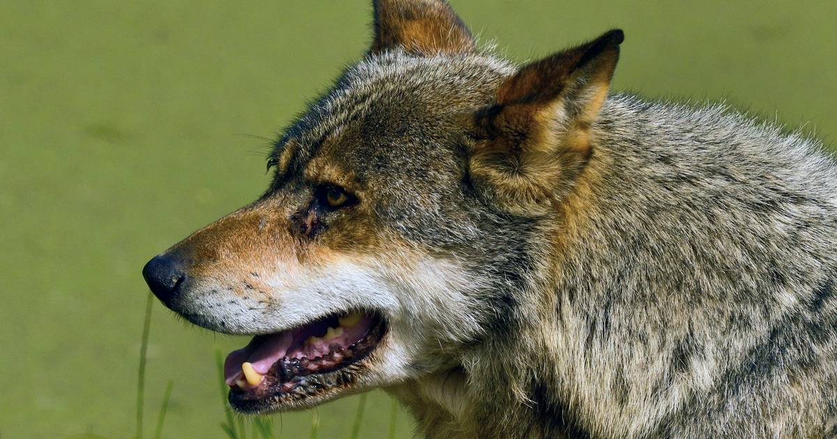 Nej, ulven skal ikke skydes - Jyllands-Posten