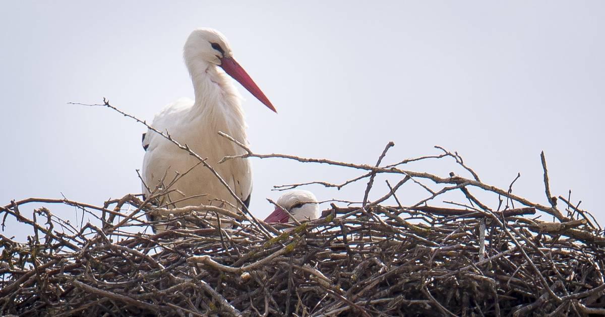 Chancen for at se en stork i Danmark er steget - Jyllands-Posten