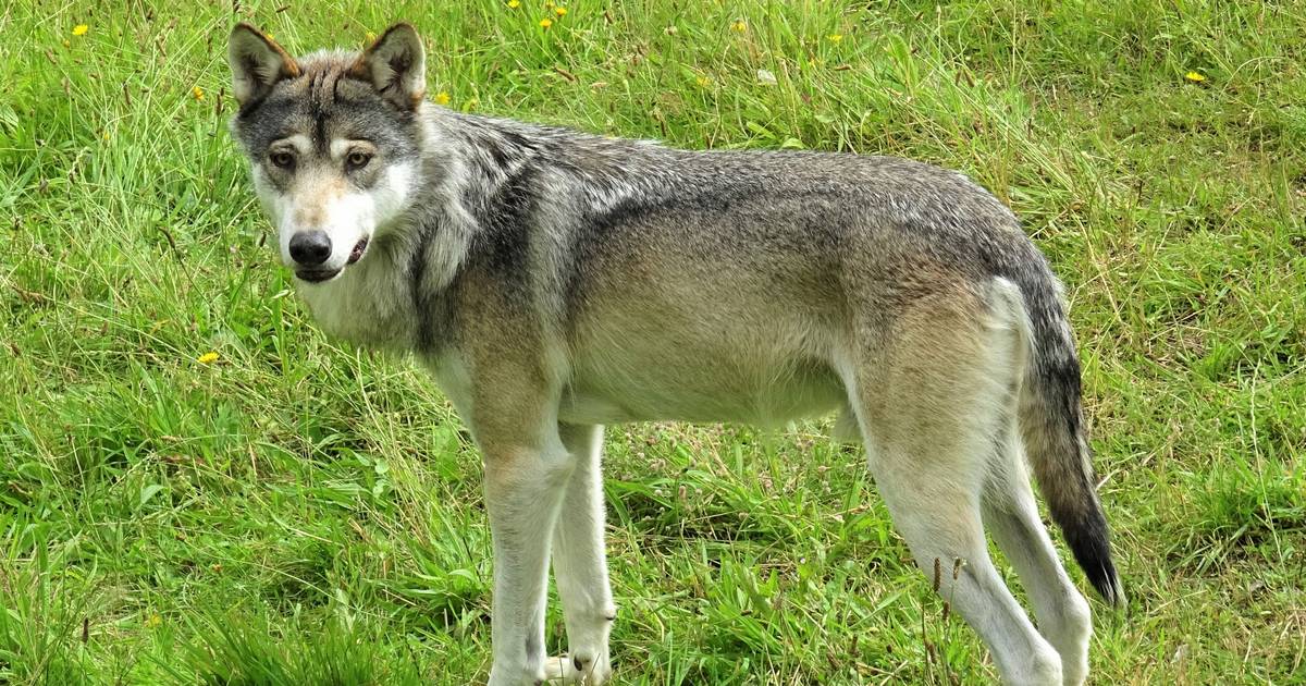 Antallet af ulve kan være sat for lavt i ny opgørelse - Jyllands-Posten