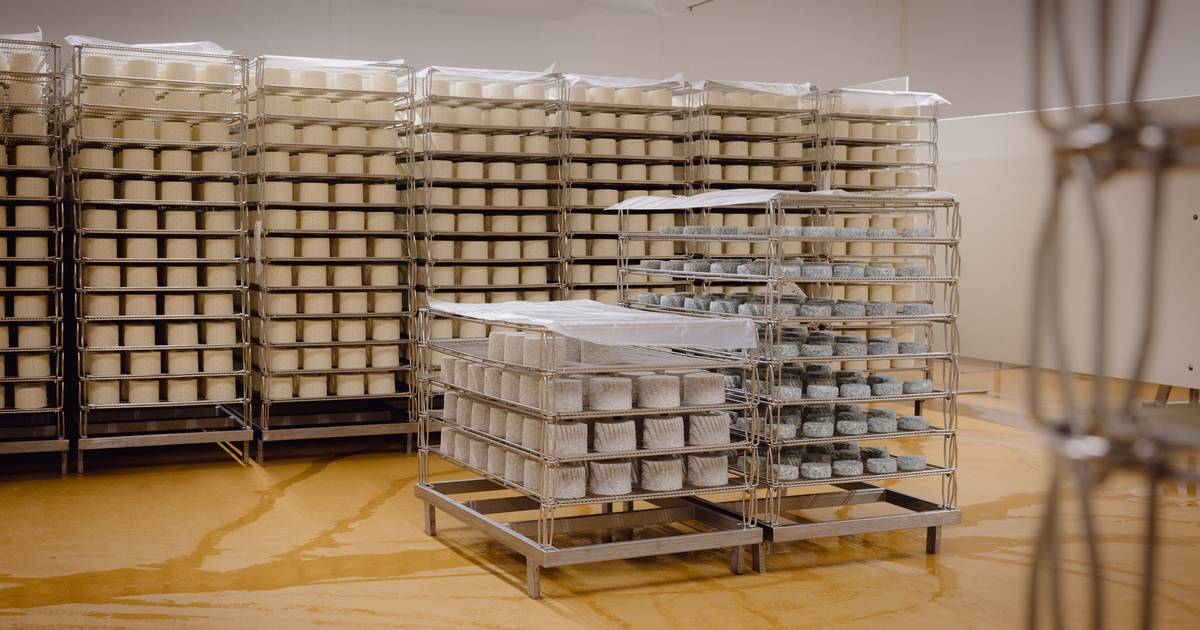 Arla udvider produktion af flødeost på mejeri i Holstebro - Jyllands-Posten