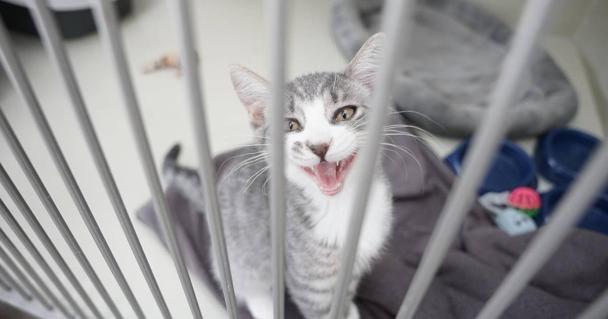 90 på tre dage: Kattekillinger vælter ind hos Dyrenes Beskyttelse - Jyllands-Posten