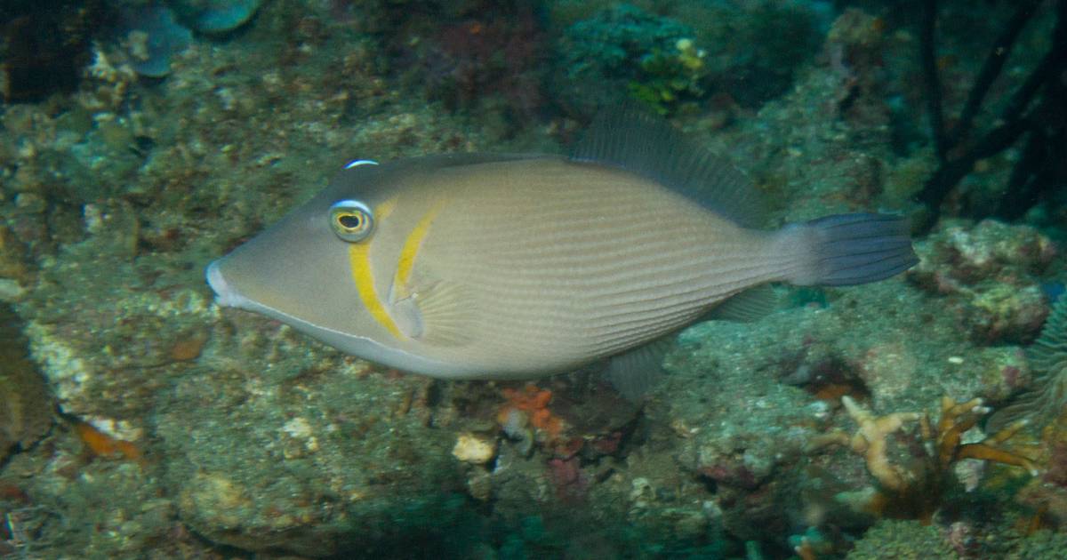 Tropisk fisk dukket op i dansk farvand tre gange i løbet af efteråret ...