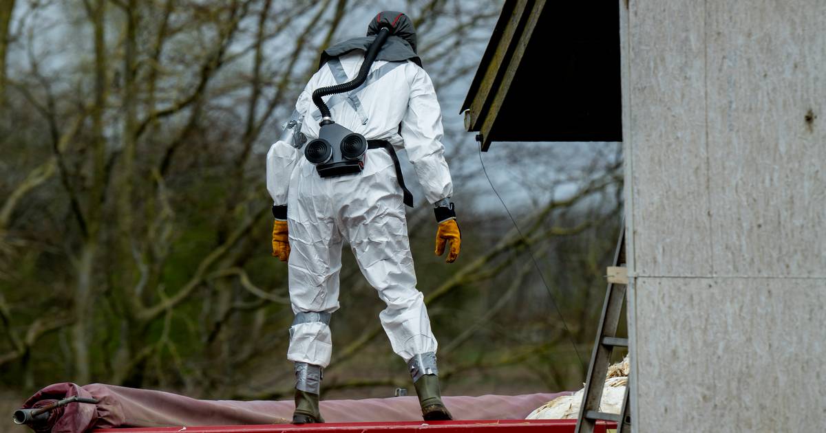 54 hobbyfugle aflives efter smitte med fugleinfluenza - Jyllands-Posten
