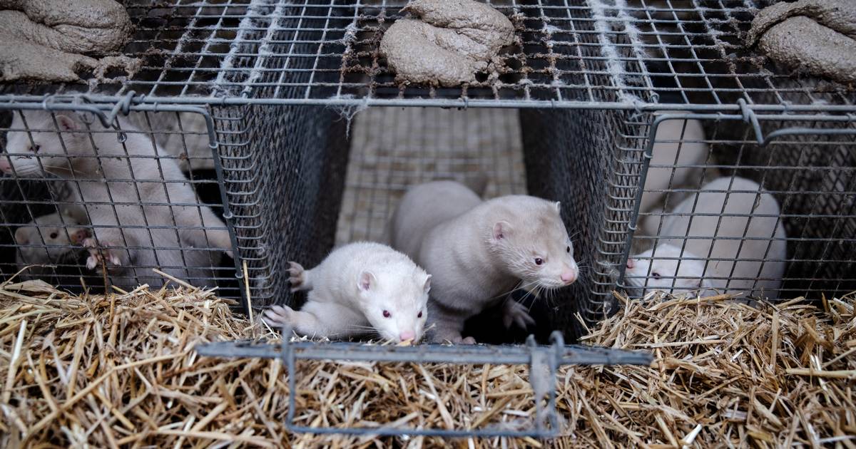 Staten har brugt 369 millioner på bistand i sager om minkerstatning ...