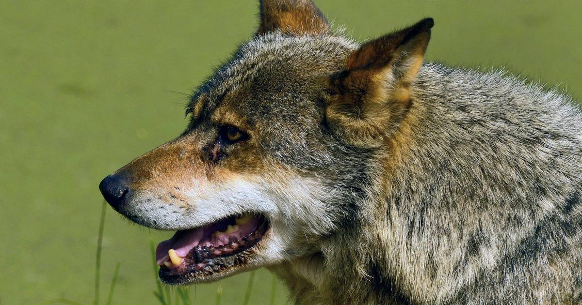 Der er ulve i mosen – og det er ganske vist - Jyllands-Posten