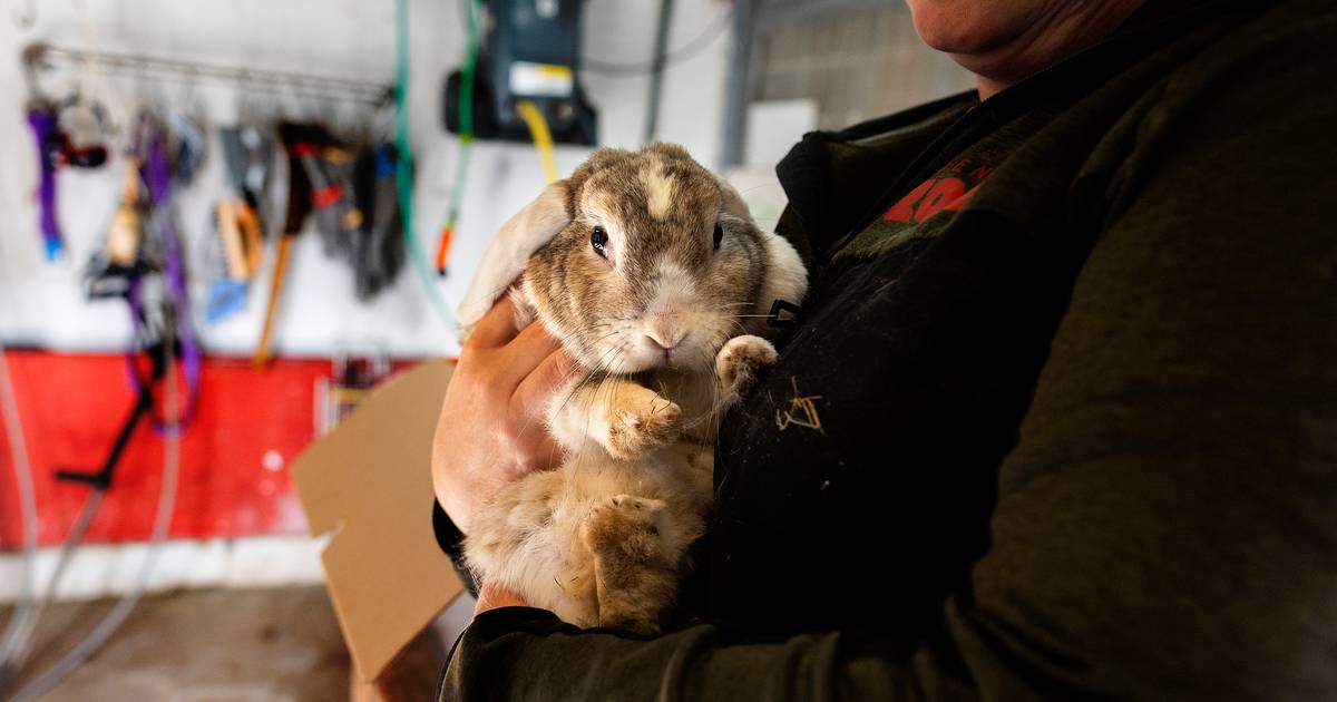 Et kæledyr er ikke noget, man bare smider ud - Jyllands-Posten