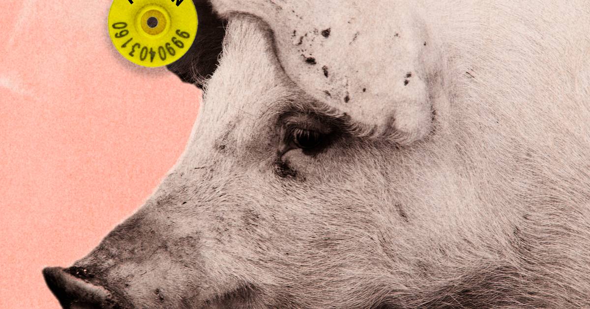 Langt fra friland: Importen af kød er »på en eller anden måde ...