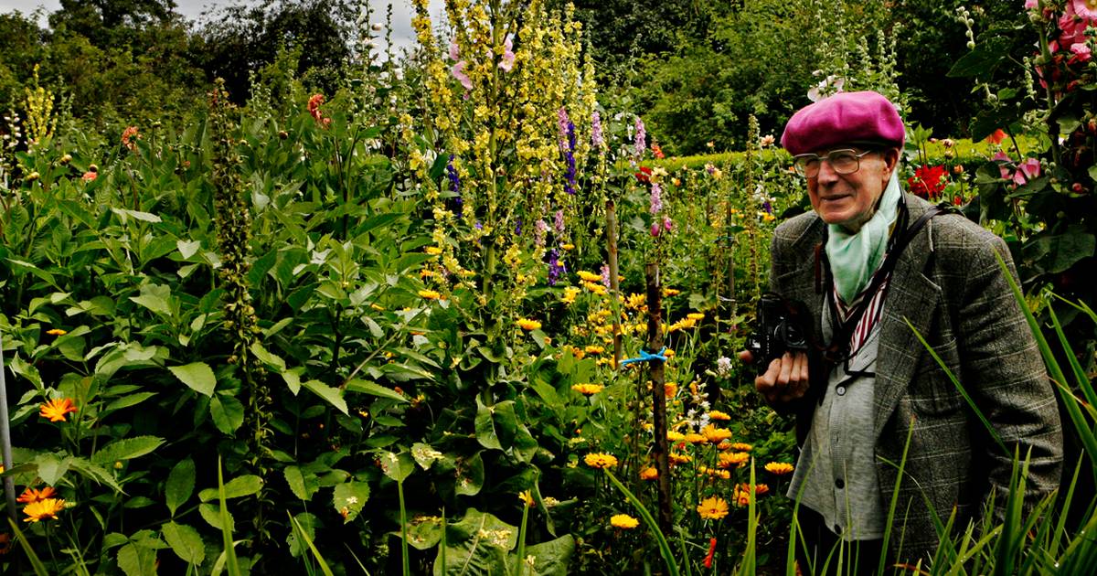 Den sidste Swane - Jyllands-Posten