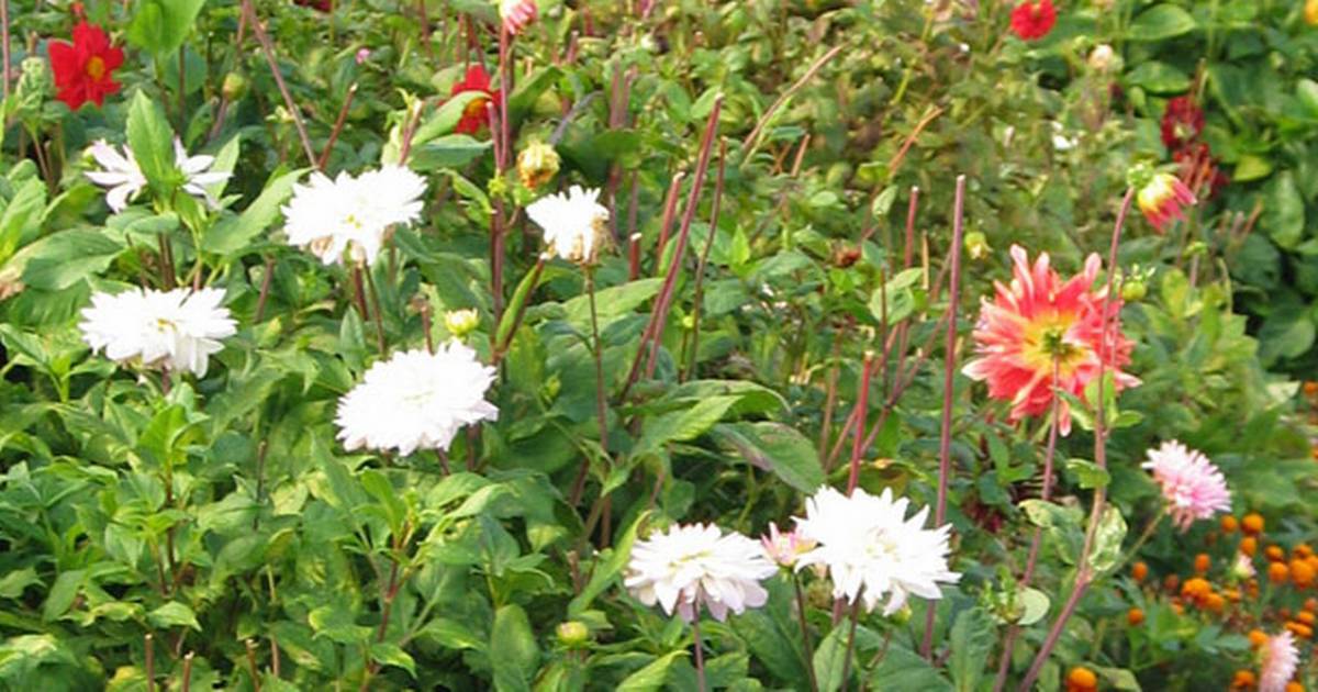 Masser af blomster sidst på sæsonen - Jyllands-Posten