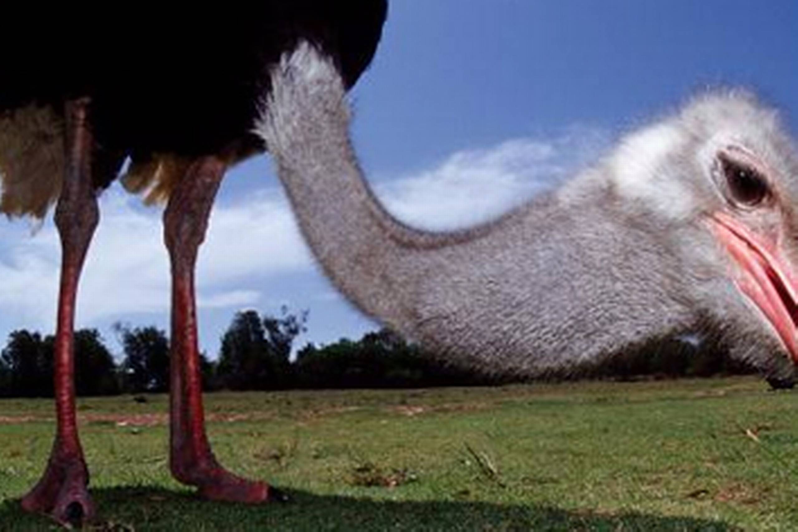 Fem måneders fængsel for strudsedrab - Jyllands-Posten
