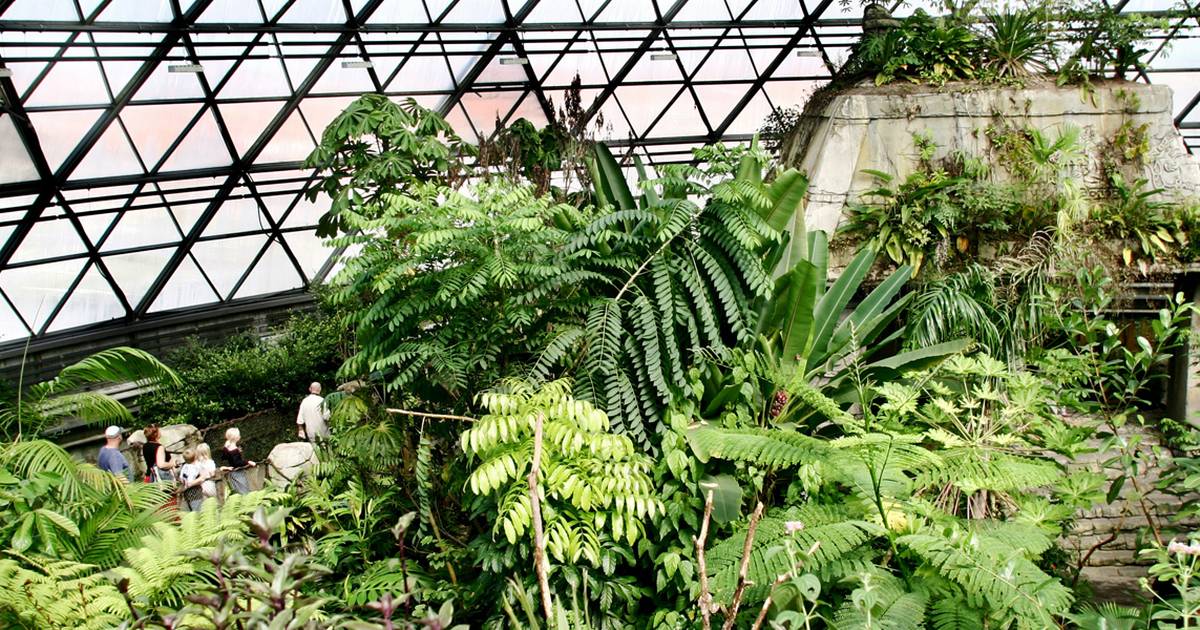 Randers Regnskov vil bygge verdens største zoo