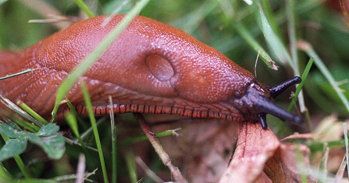 1 snegl kan blive til 400