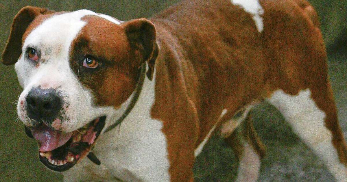 Mennesket smitter hunde med moral - Jyllands-Posten