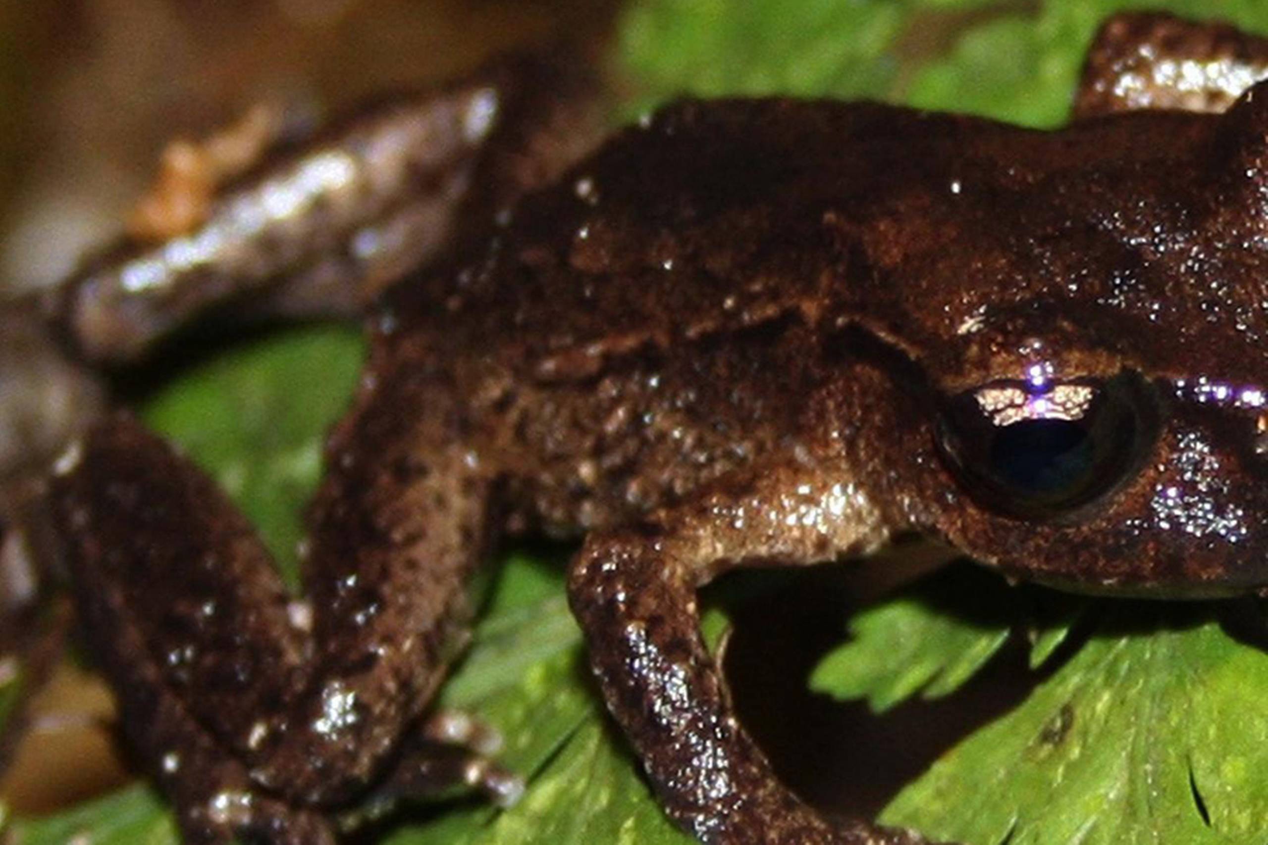 Tudser kan fornemme jordskælv - Jyllands-Posten