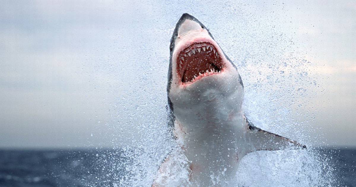 Hajer trues af fiskere